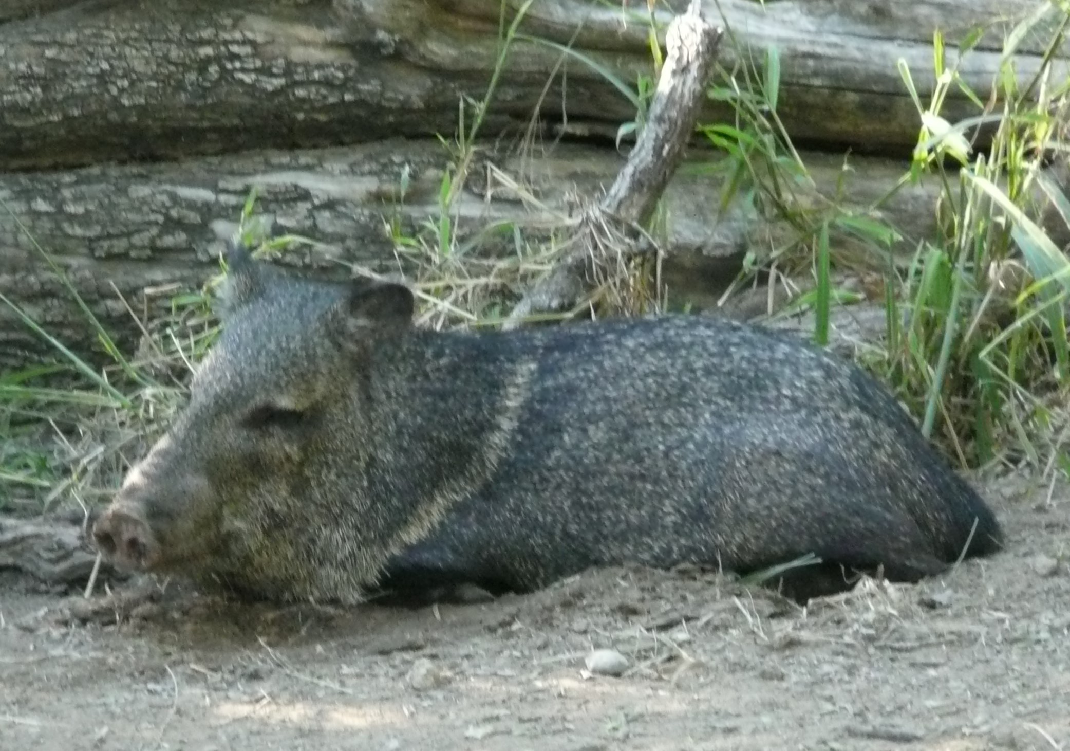 When is a Pig not a Pig? | dianaashworth