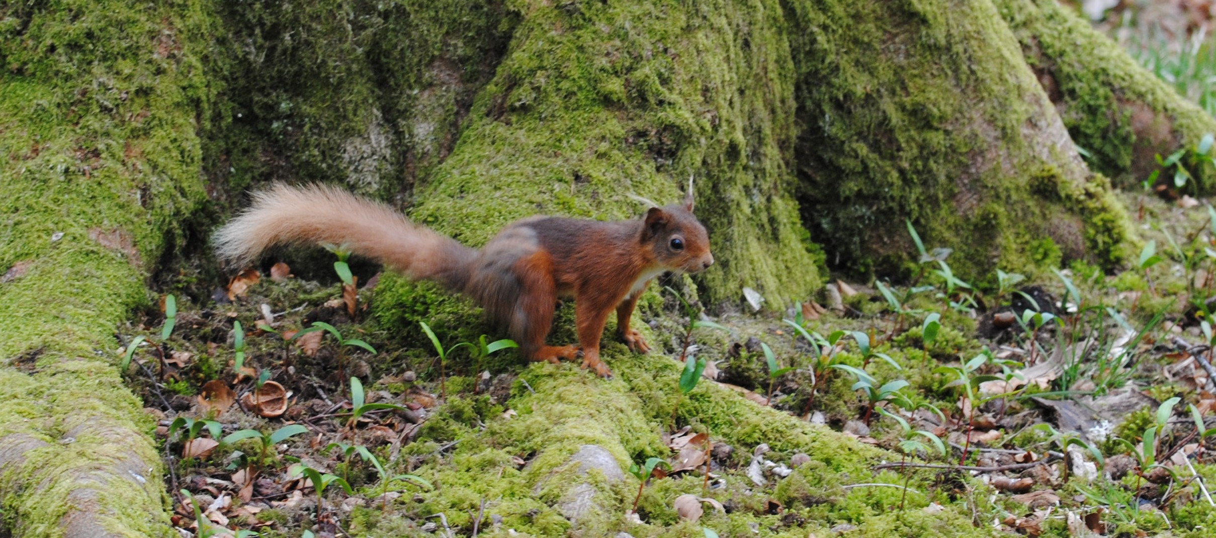 Red Squirrels | dianaashworth