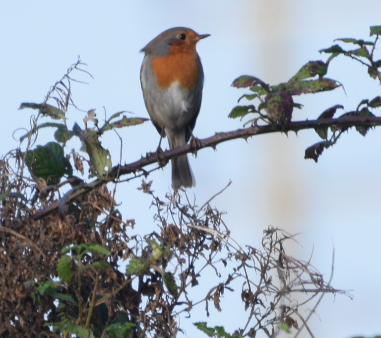 dianaashworth | Life on the Celtic Fringe