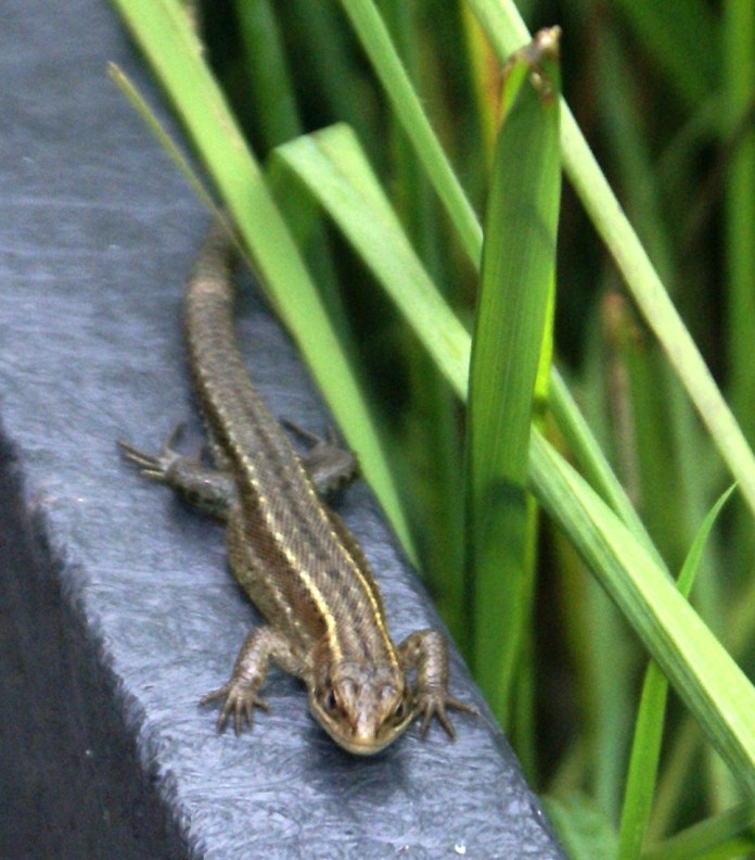 dianaashworth | Life on the Celtic Fringe